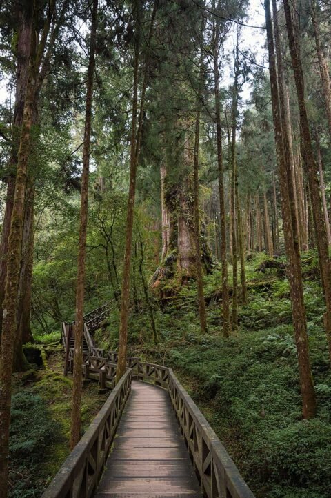 Alishan: A Magical Day Trip from Chiayi, Taiwan