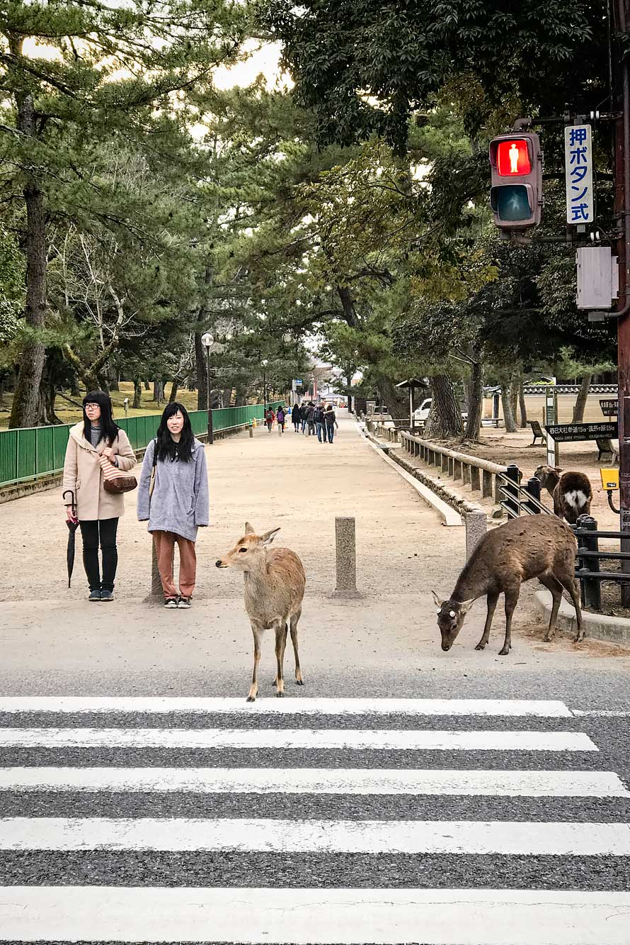 Nara Deer Park: Day Trip from Osaka, Japan | Urban Pixxels